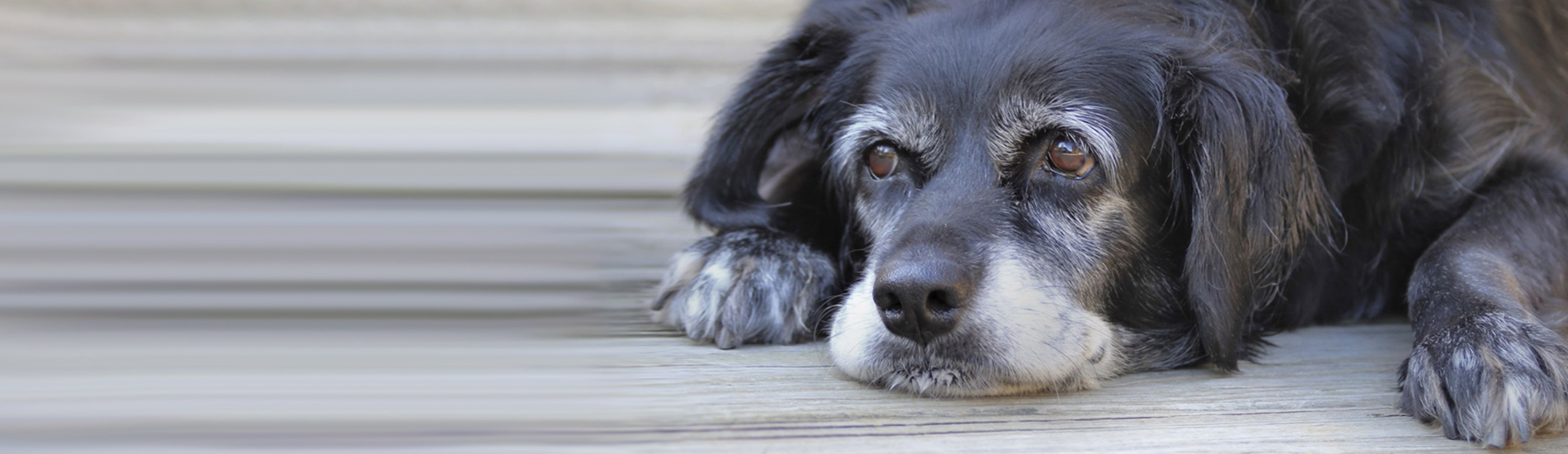Pet Euthanasia Pitman - Dog & Cat Euthanasia At Home Pitman