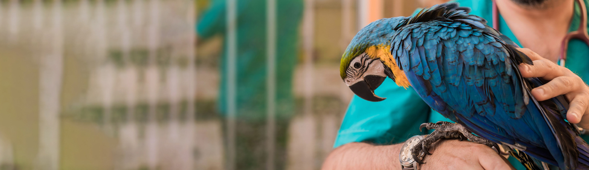 Bird Vet Venice - Emergency Exotic Avian Vet Near Me