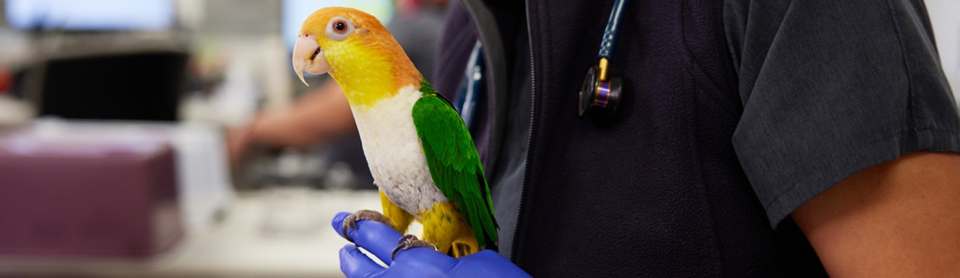 Bird Vet Morgantown - Emergency Exotic Avian Vet Near Me